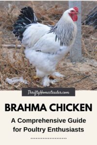 Brahma Chicken: A Comprehensive Guide for Poultry Enthusiasts