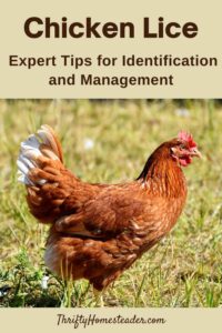Chicken Lice: Expert Tips for Identification and Management
