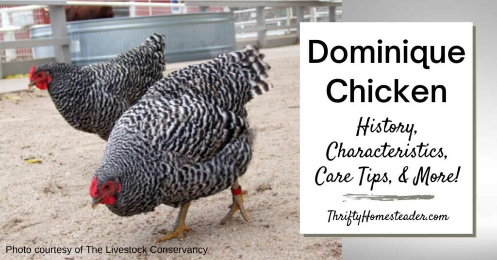 Dominique Chicken: History, Characteristics, Care Tips, & More!