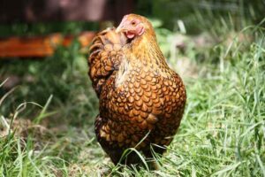 Wyandotte Chicken: Essential Facts and Care Tips