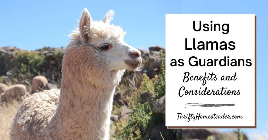 Using Llamas as Guardians: Benefits and Considerations