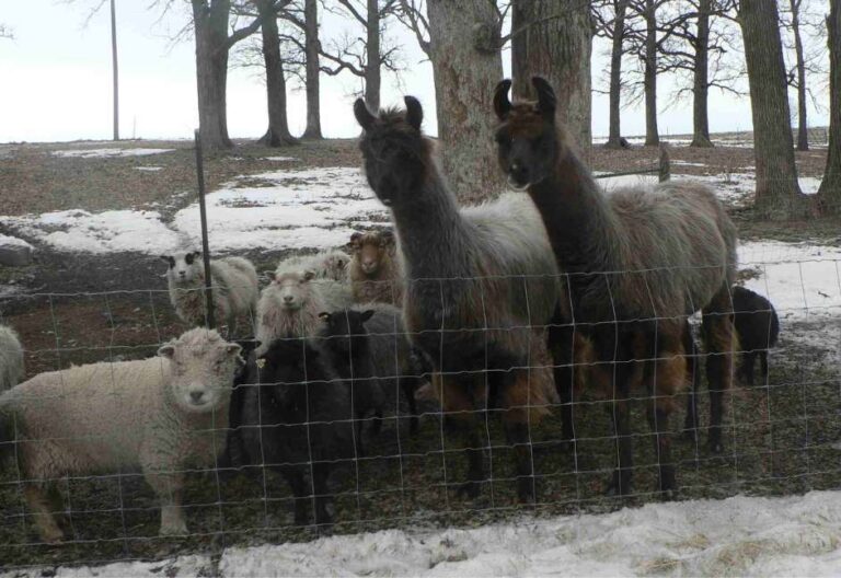Using Llamas as Guardians: Benefits and Considerations
