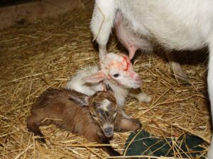 Raising Baby Goats: Essential Tips for Success