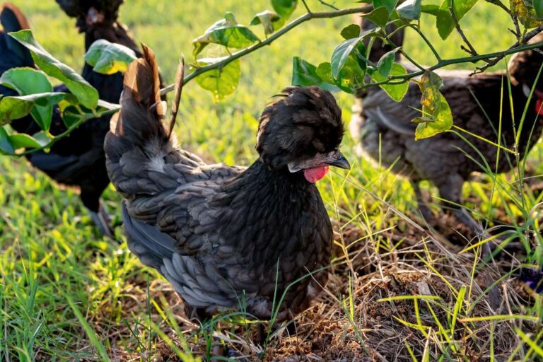 Polish Chicken: Care Tips, Egg Laying, Color (& More!)