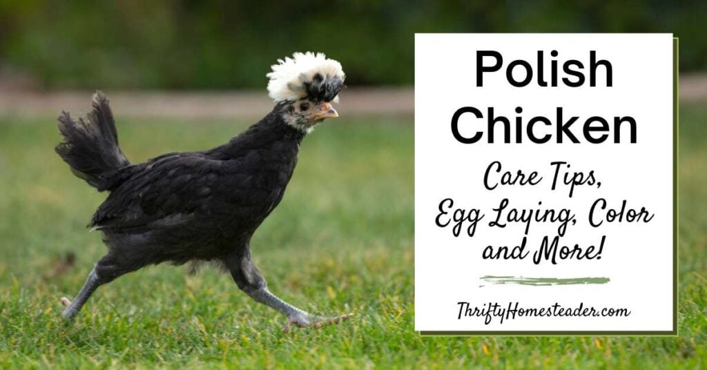 Polish Chicken: Care Tips, Egg Laying, Color (& More!)