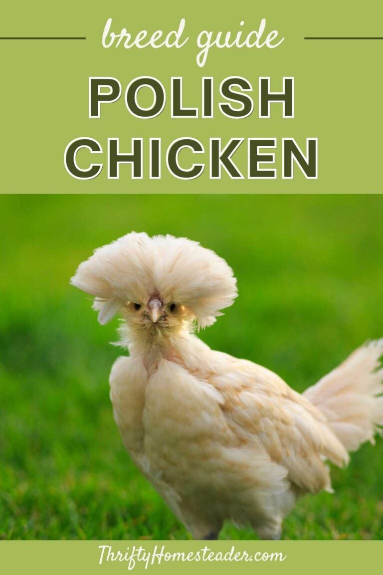 Polish Chicken: Care Tips, Egg Laying, Color (& More!)