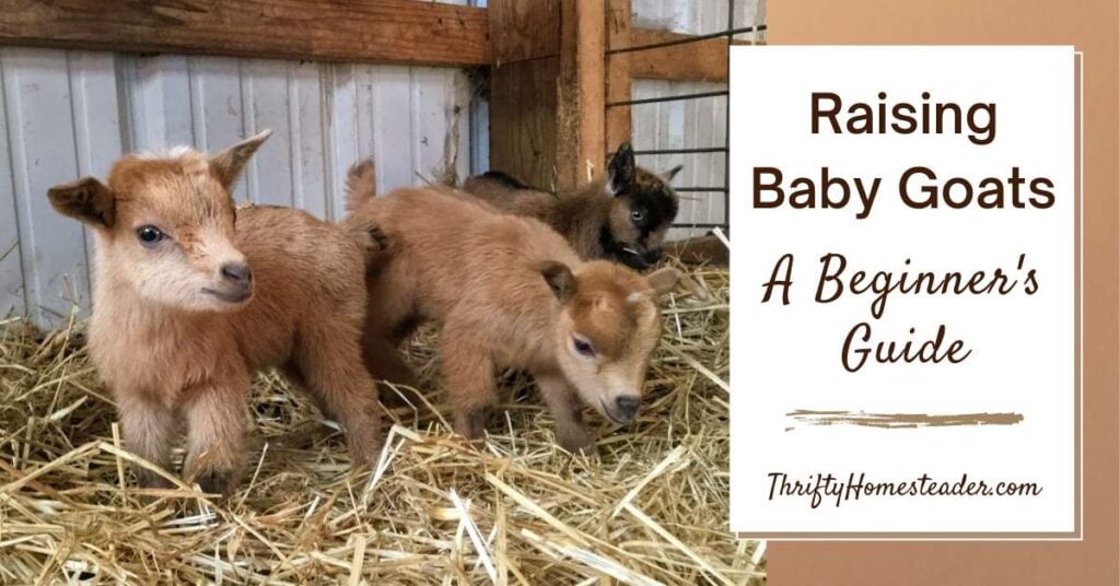 Raising Baby Goats: Essential Tips for Success