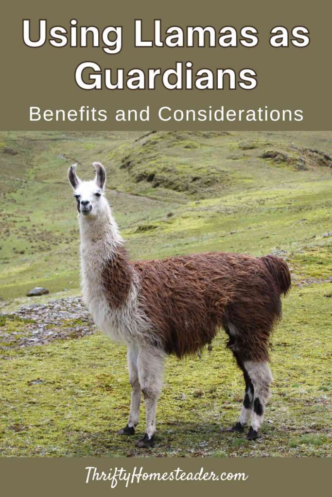 Using Llamas as Guardians: Benefits and Considerations
