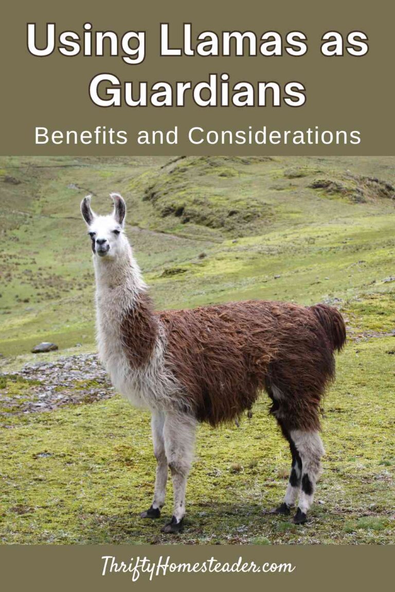 Using Llamas as Guardians: Benefits and Considerations