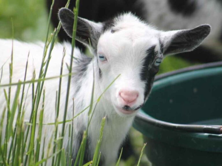 Raising Baby Goats: Essential Tips for Success