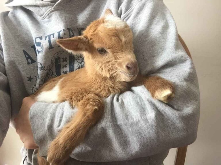 Raising Baby Goats: Essential Tips for Success