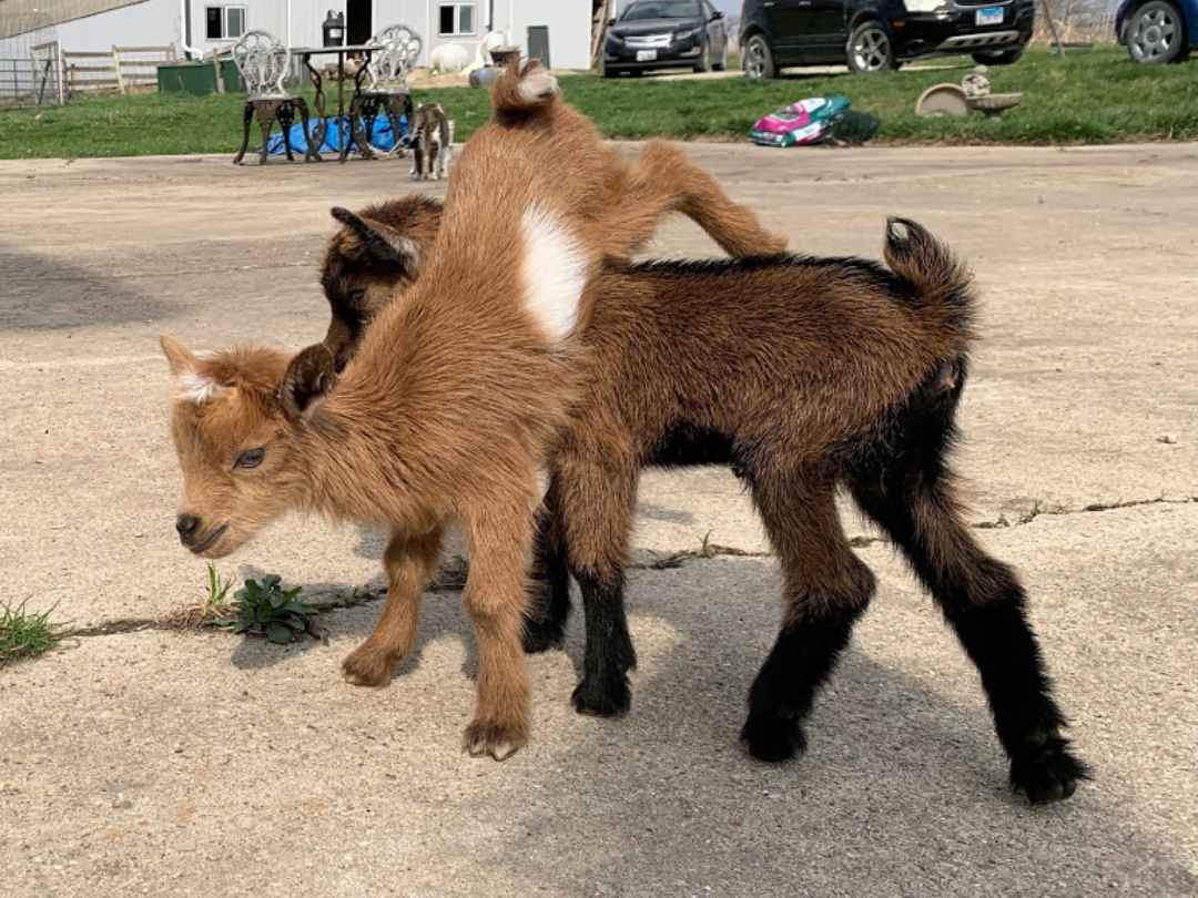 Raising Baby Goats: Essential Tips for Success