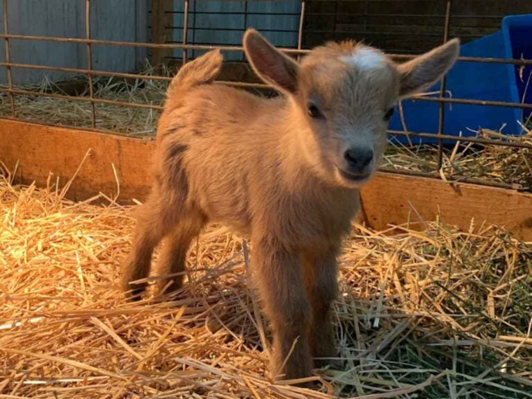 Raising Baby Goats: Essential Tips for Success
