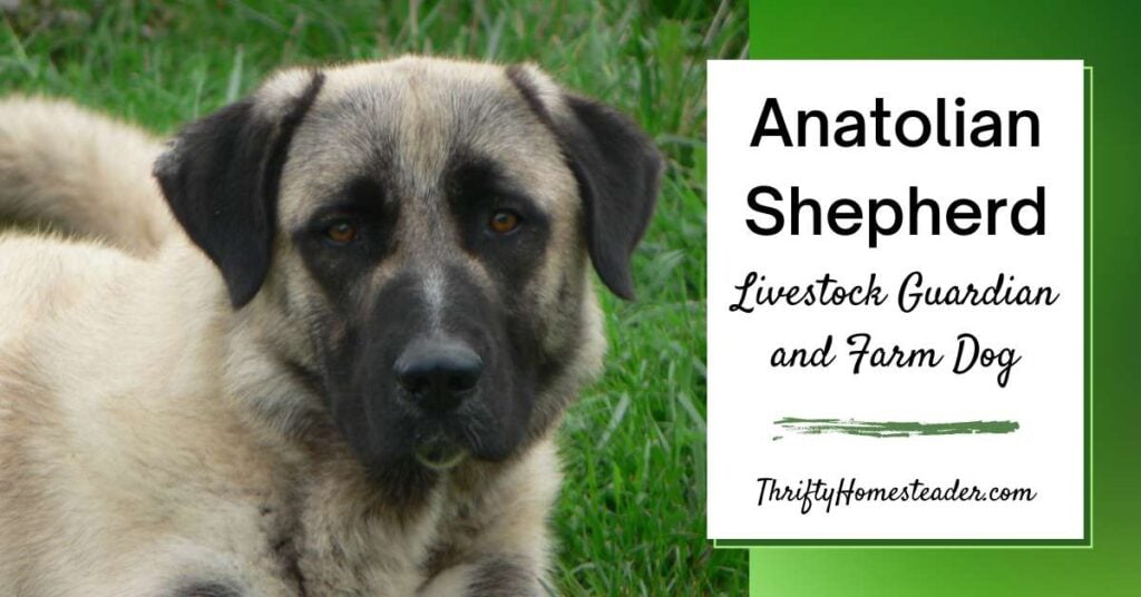 Anatolian Shepherd: Livestock Guardian and Farm Dog