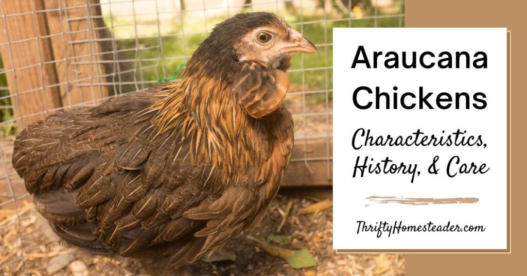 Araucana Chickens: Characteristics, History, and Care