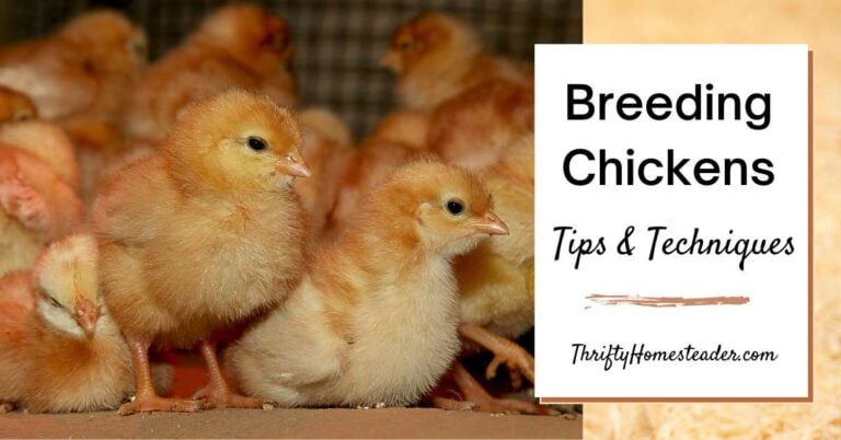Breeding Chickens: Tips and Techniques for Success