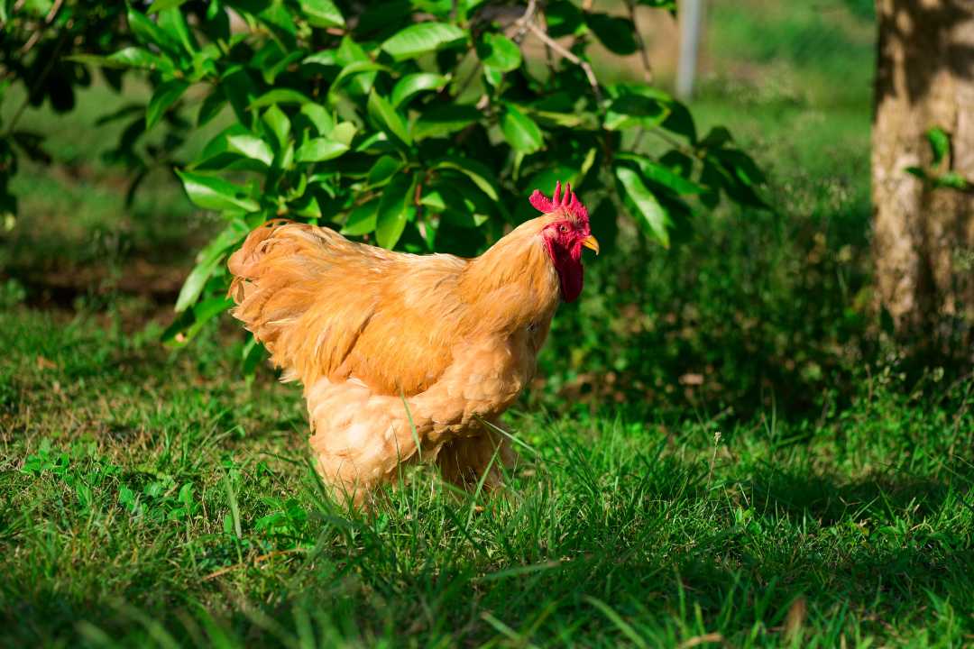Bantam Cochin Chickens: A Fun Addition to Your Flock