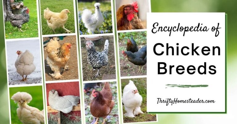 Encyclopedia of Chicken Breeds