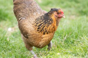 Easter Egger Chicken: Appearance, Personality, and Egg-Laying Habits