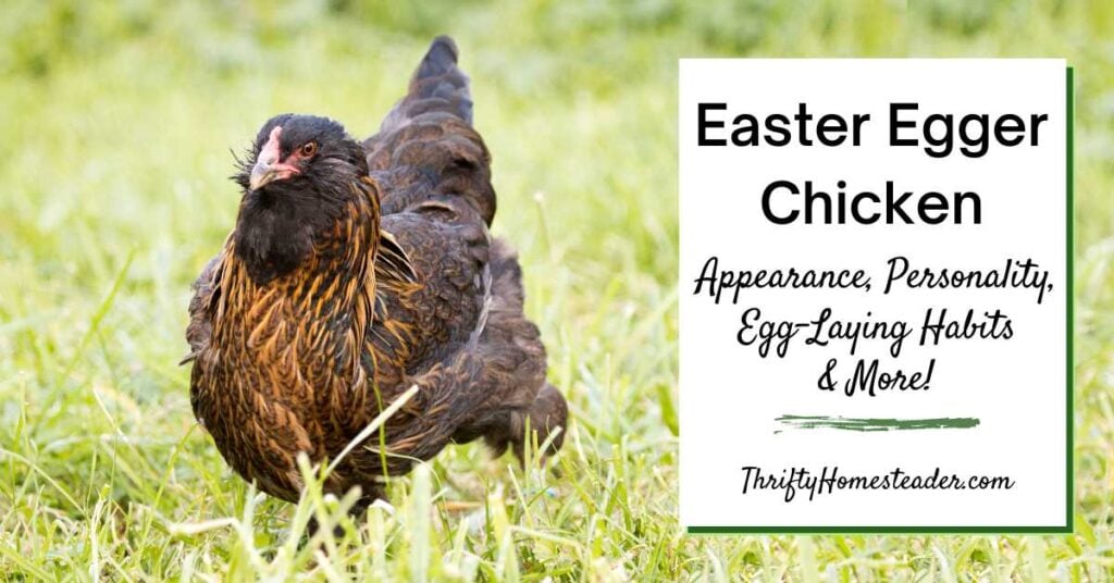 Easter Egger Chicken: Appearance, Personality, and Egg-Laying Habits