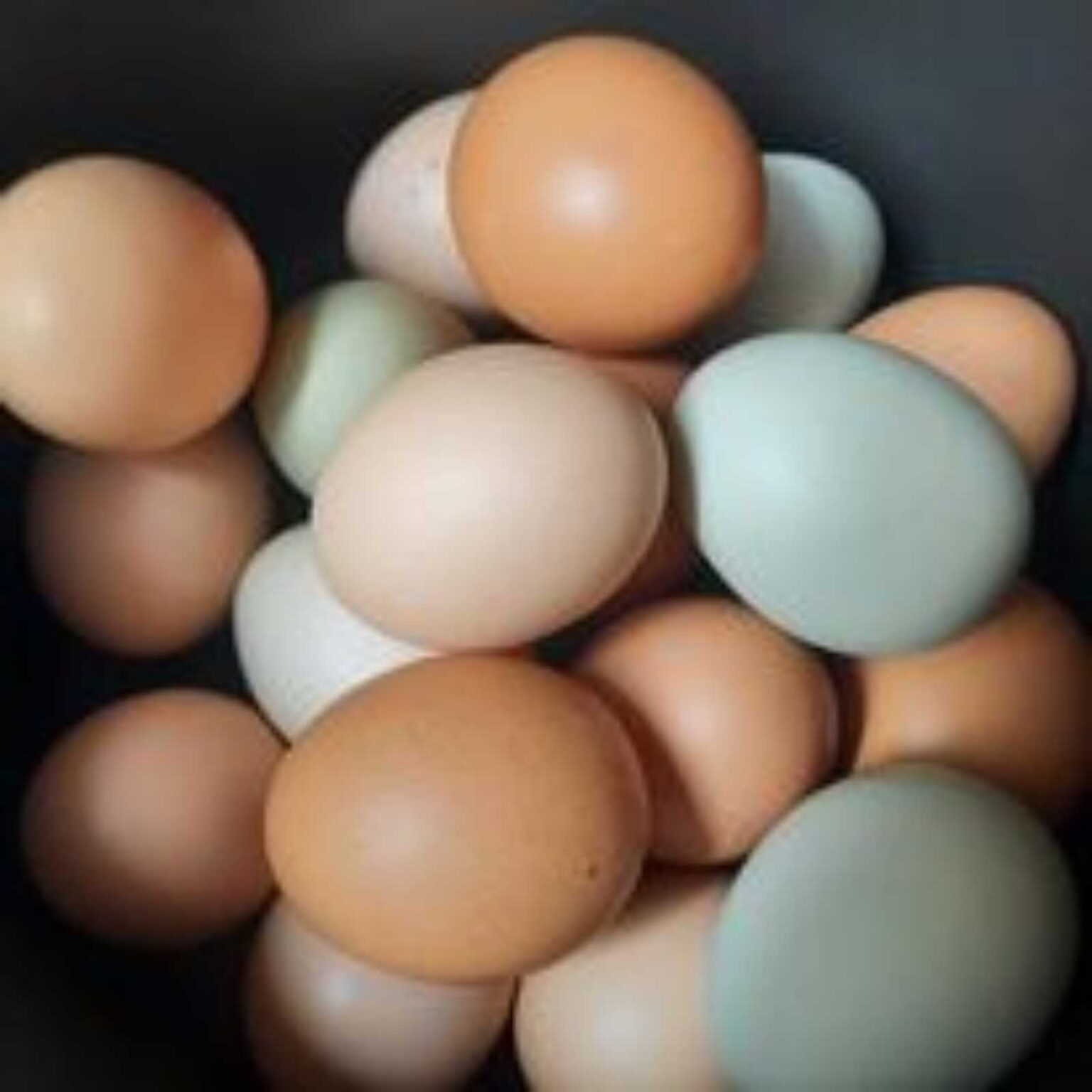 Easter Egger Chicken: Appearance, Personality, and Egg-Laying Habits