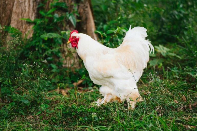 Bantam Cochin Chickens: A Fun Addition to Your Flock