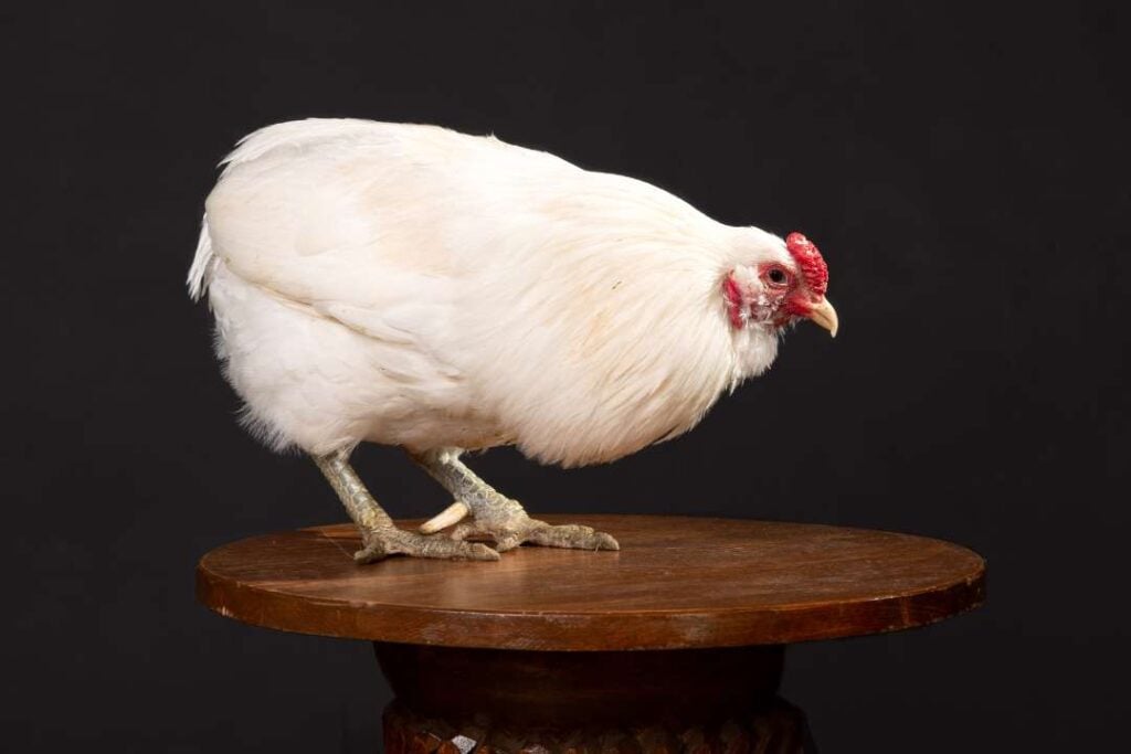 Araucana Chickens: Characteristics, History, and Care