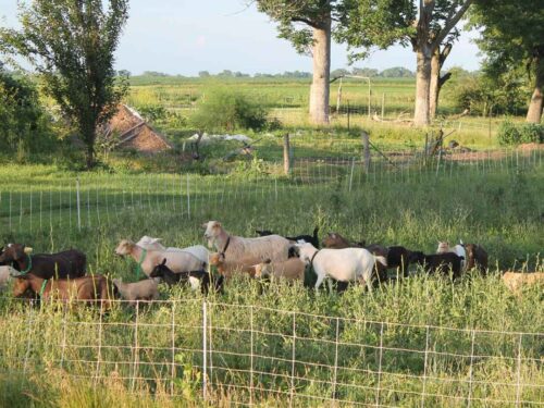 Rotational Grazing for Goats