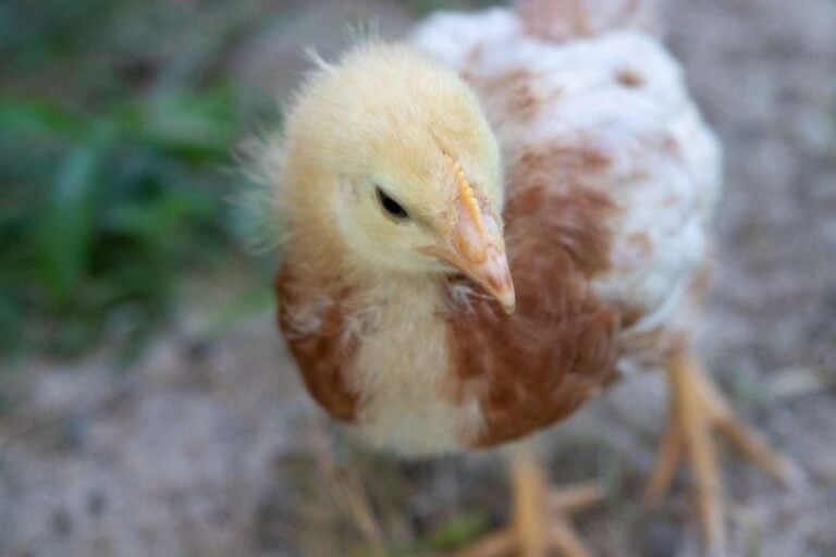 12 Golden Breeds of Chickens