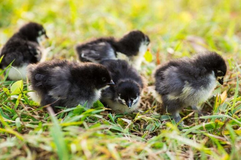Blue Chickens: Guide to 17 Stunning Breeds