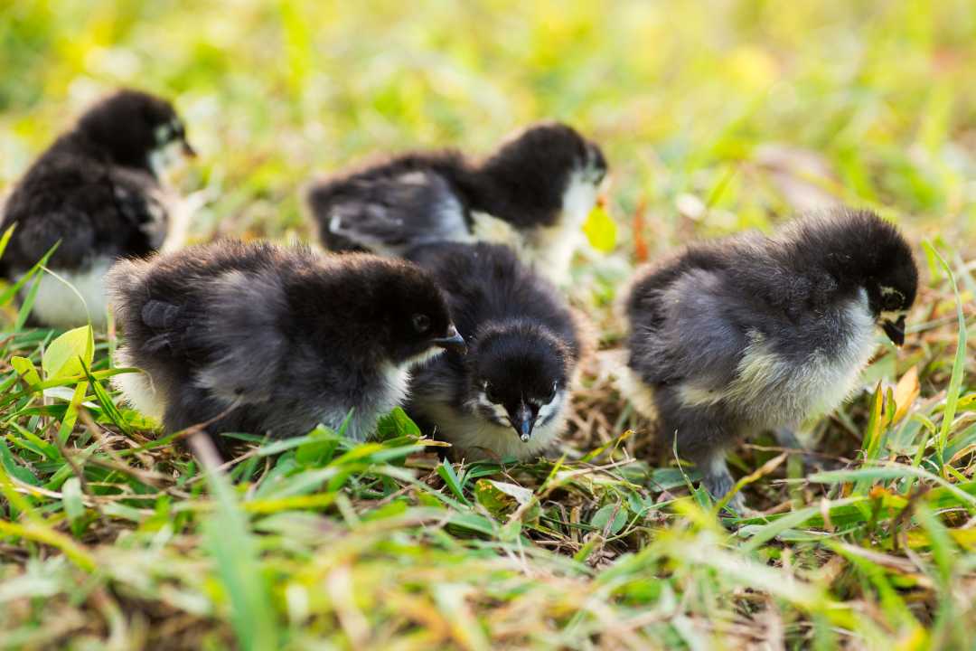 Blue Chickens: Guide to 17 Stunning Breeds