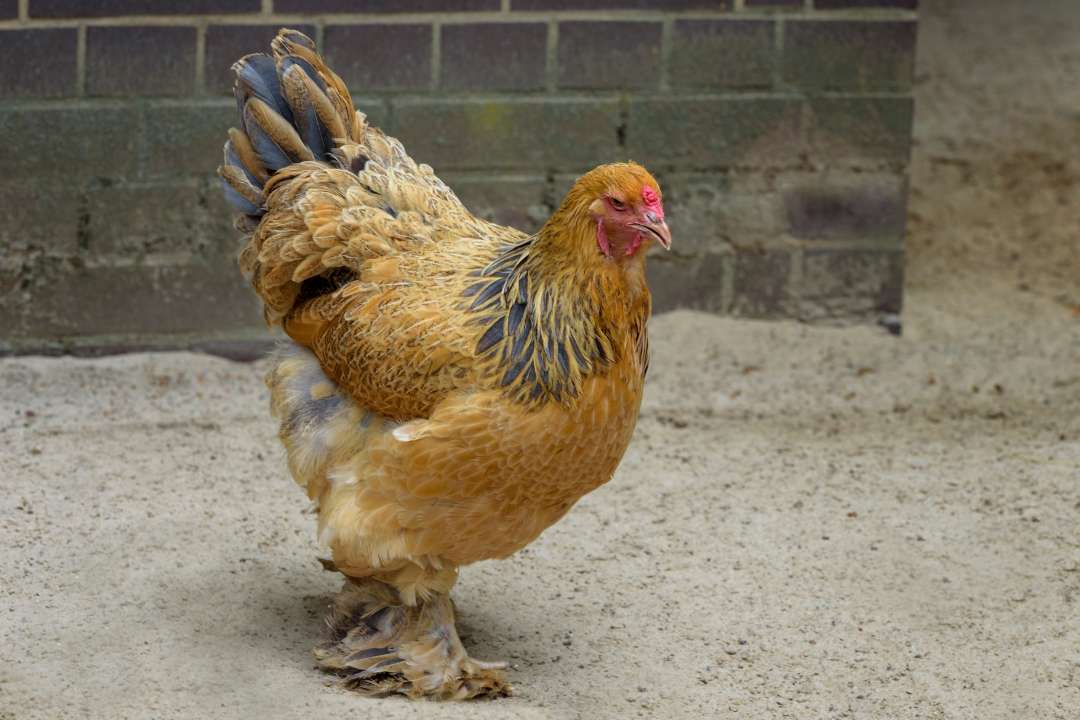 12 Golden Breeds of Chickens
