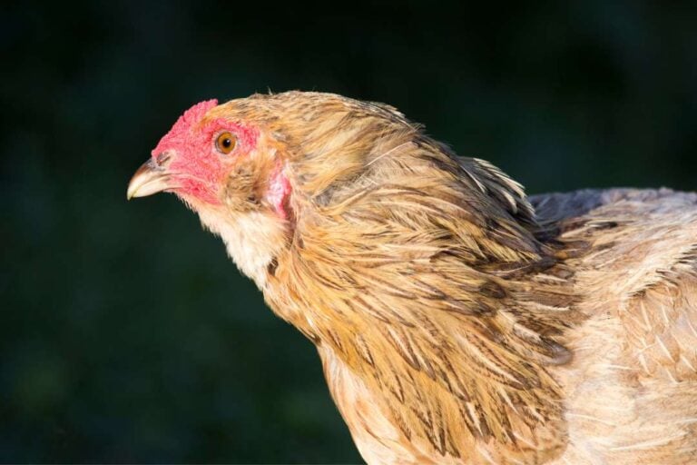 12 Golden Breeds of Chickens