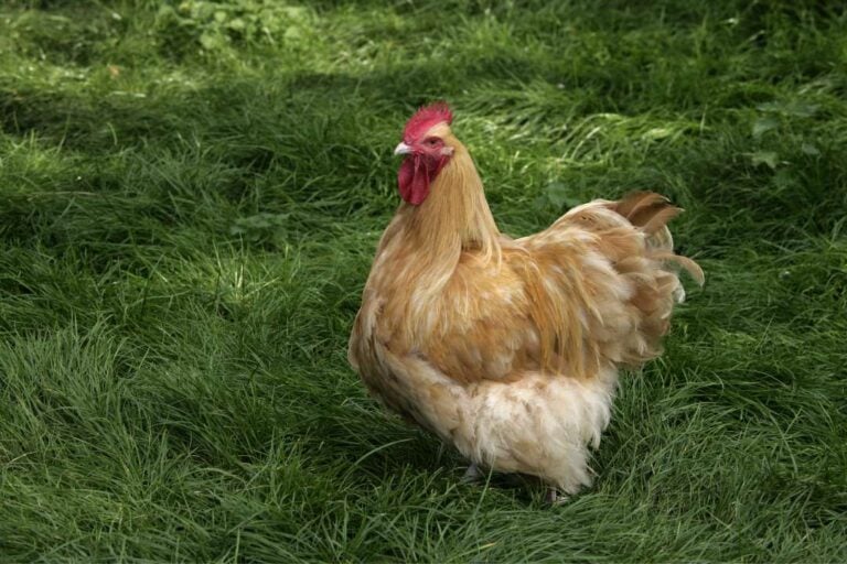 12 Golden Breeds of Chickens
