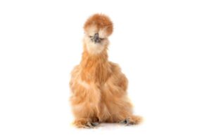 12 Golden Breeds of Chickens