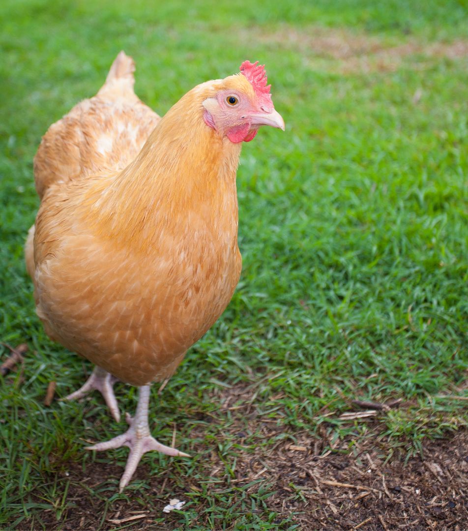 Encyclopedia of Chicken Breeds