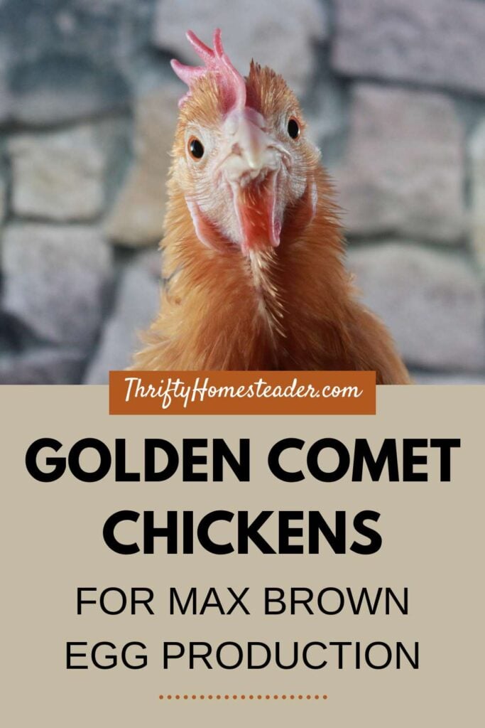 Golden Comet Chickens for Max Brown Egg Production