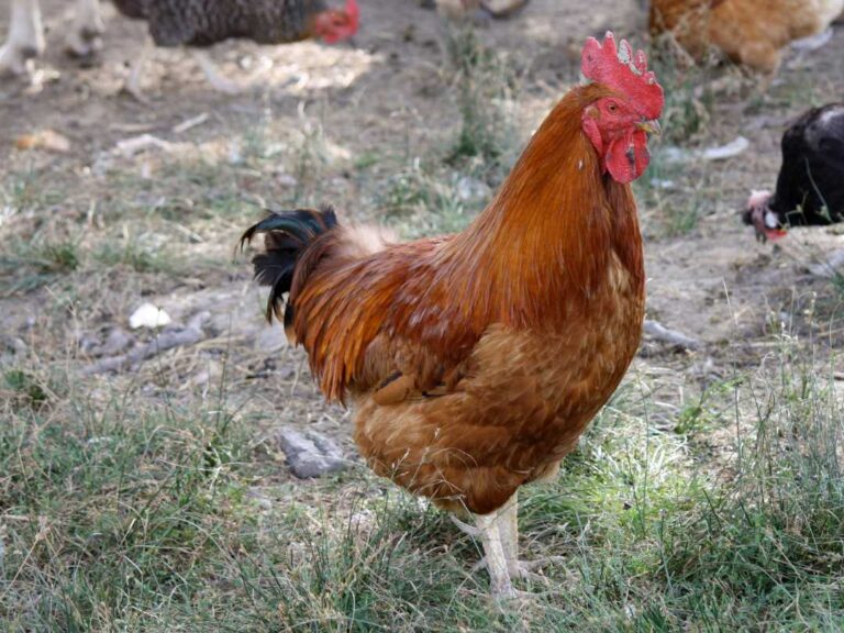 New Hampshire Chicken: A Homesteader's Favorite for Eggs and Meat