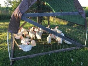 Cornish Cross Chicken: Secrets to Successfully Raising Meat Chickens
