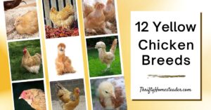 12 Golden Breeds of Chickens