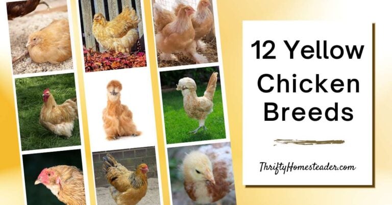 12 Golden Breeds of Chickens