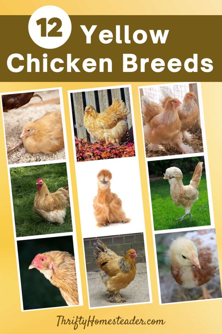 12 Golden Breeds of Chickens