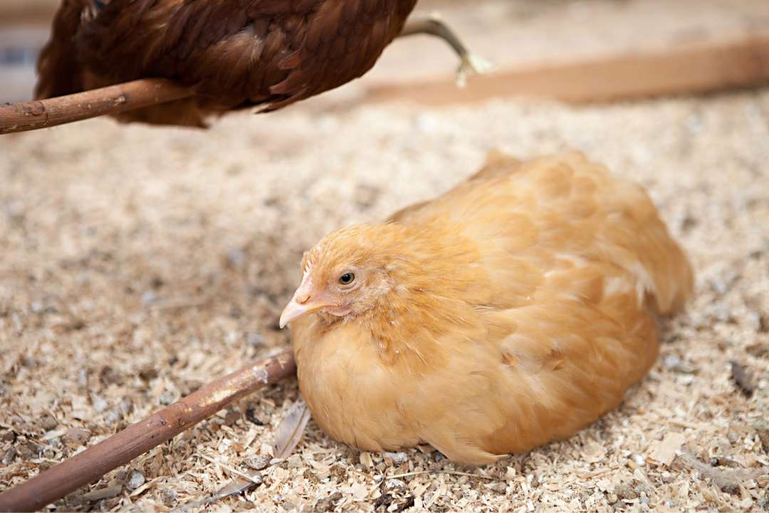 12 Golden Breeds of Chickens