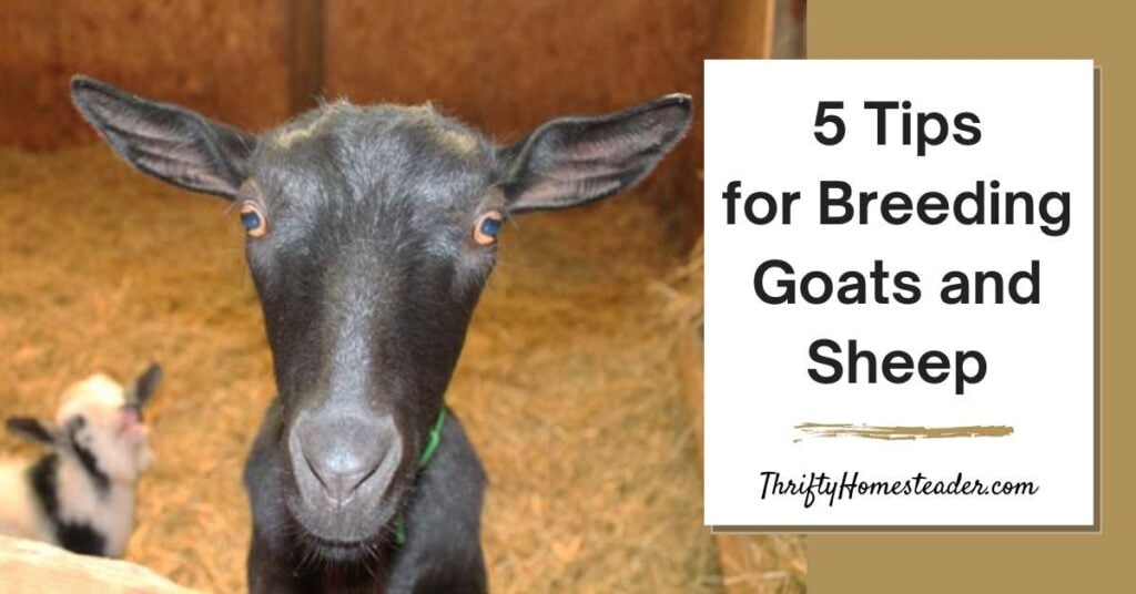 5 Tips for Breeding Goats and Sheep