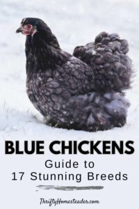 Blue Chickens: Guide to 17 Stunning Breeds