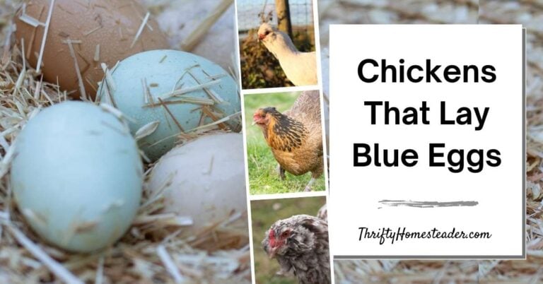 Chickens That Lay Blue Eggs