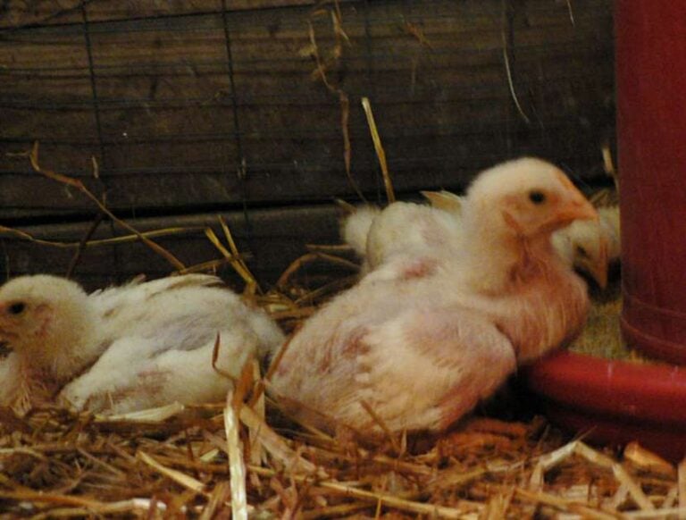Cornish Cross Chicken: Secrets to Successfully Raising Meat Chickens