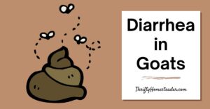 Diarrhea in Goats