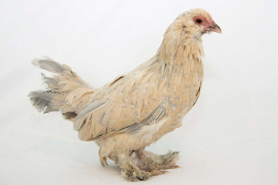 Blue Chickens: Guide to 17 Stunning Breeds