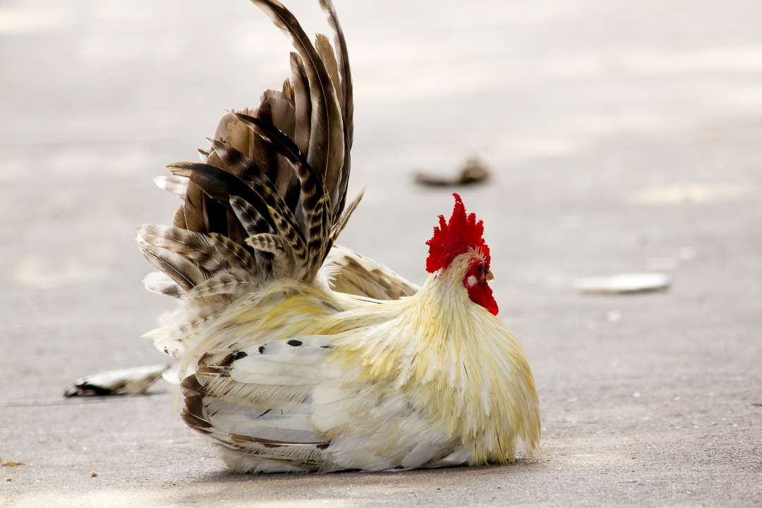 12+ Little Chickens for Your Backyard Flock